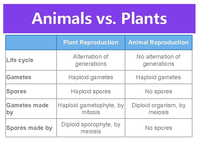 Plant Meiosis Plant Meiosis Animals vs Plants Plant