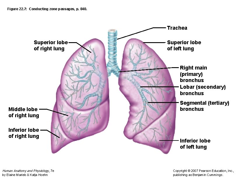 Chapter 22 The Respiratory System Alexander Graham Bell