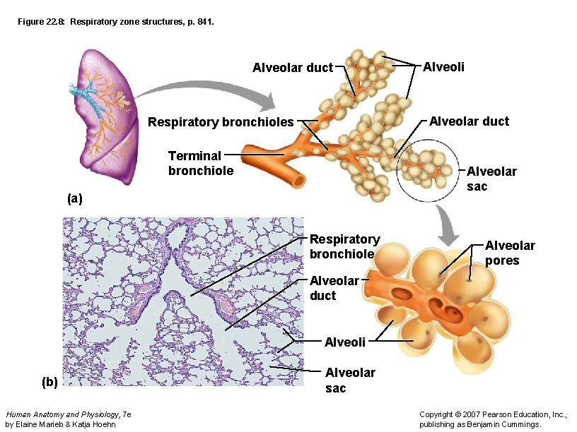 Chapter 22 The Respiratory System Alexander Graham Bell