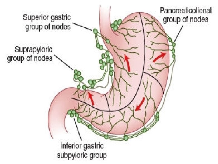 Anatomy Histology of The Stomach Prof Abdulameer AlNuaimi