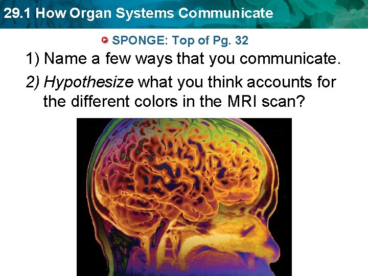 29 1 How Organ Systems Communicate SPONGE Top
