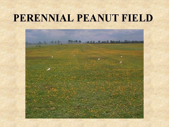 PERENNIAL PEANUT FIELD DAY SPONSORED BY LOWNDES COUNTY