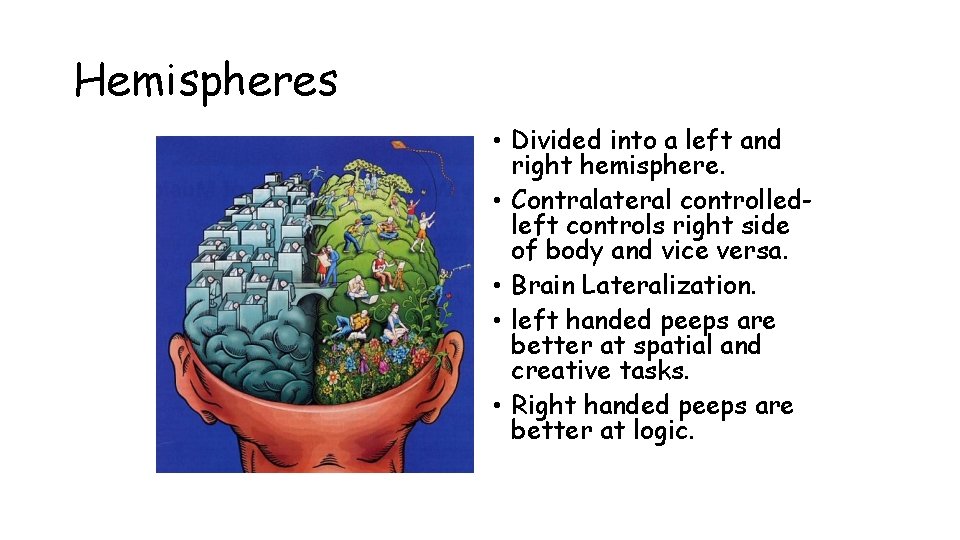 The Cerebral Cortex Made up of densely packed