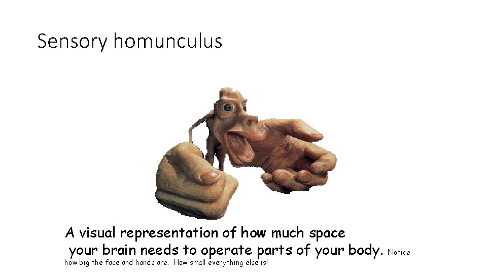 The Cerebral Cortex Made up of densely packed
