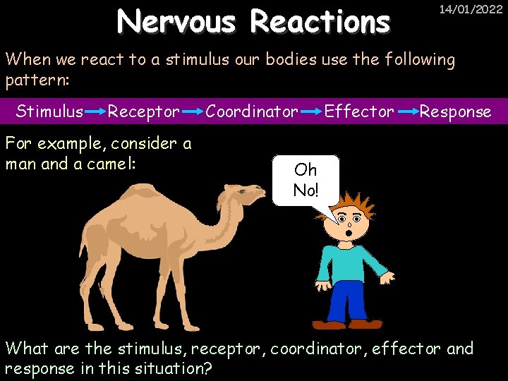 14012022 Brain and Mind OCR The Nervous System