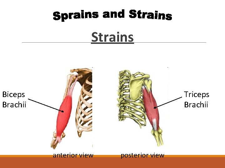 ELBOW FOREARM INJURIES Introduction Have you ever sustained