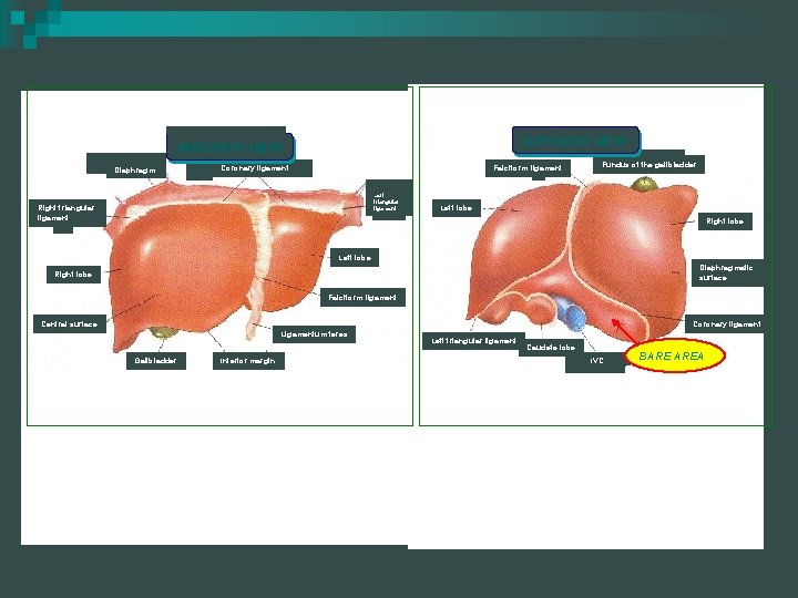 Lackawanna College Diagnostic Medical Sonography Program Abdominal ...