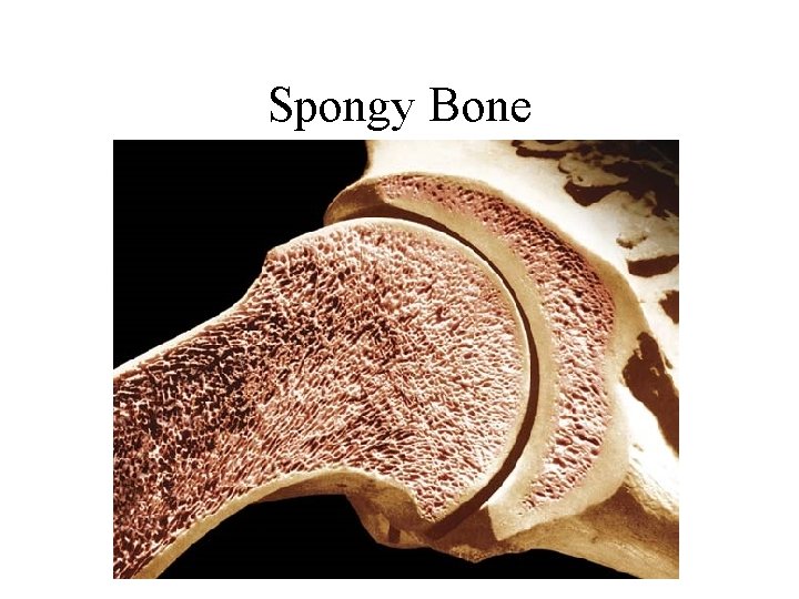 Skeletal System Mr Brindle Focus on these bones
