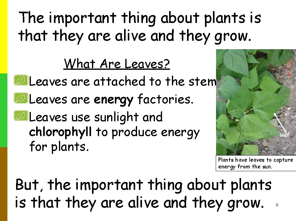 The Important Thing About Plants Written By Mrs