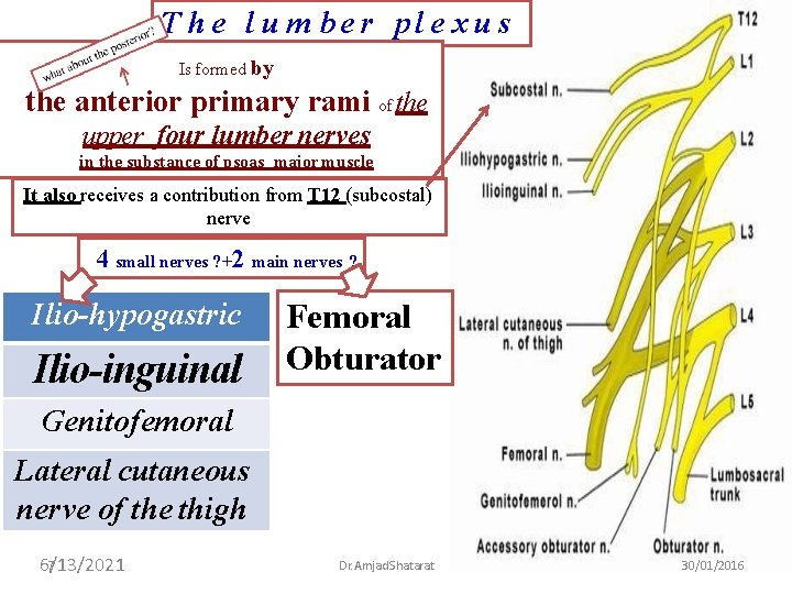 Anatomy of the lower limbs Department of Anatomy