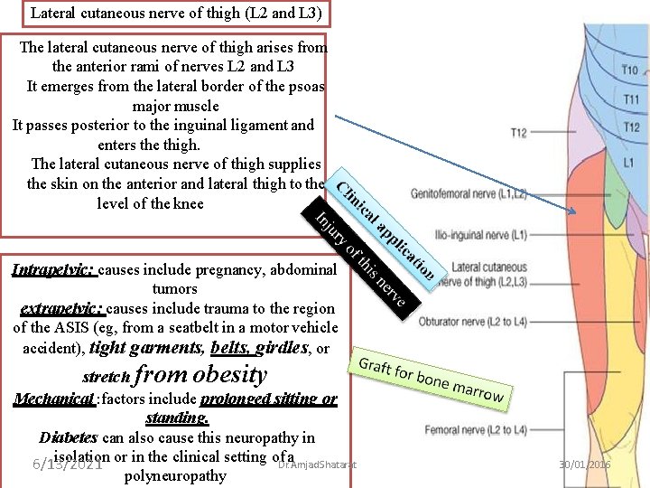 Anatomy of the lower limbs Department of Anatomy