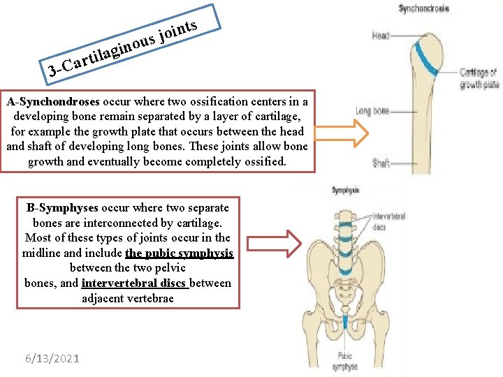 Anatomy of the lower limbs Department of Anatomy