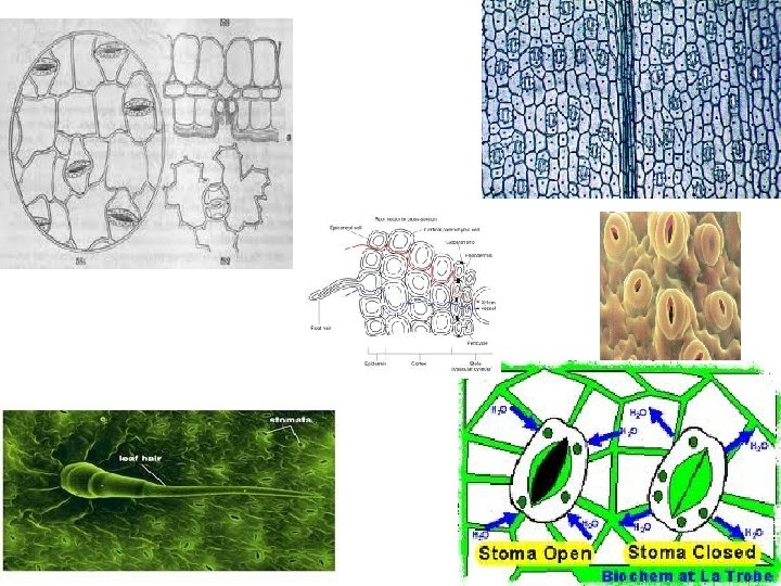 PLANTWEEFSEL MERISTEMATIESEWEEFFSEL PERMANENTEWEEFFSEL APIKALE ...