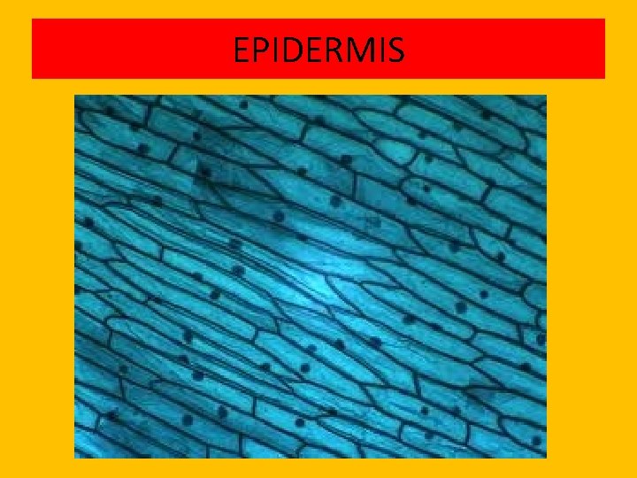 PLANTWEEFSEL MERISTEMATIESEWEEFFSEL PERMANENTEWEEFFSEL APIKALE ...