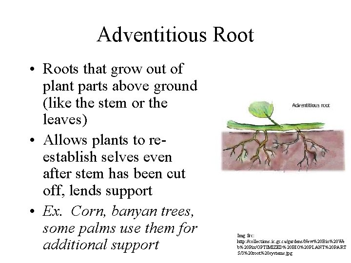 Plant Structures AP Biology Unit 5 Extreme Plants
