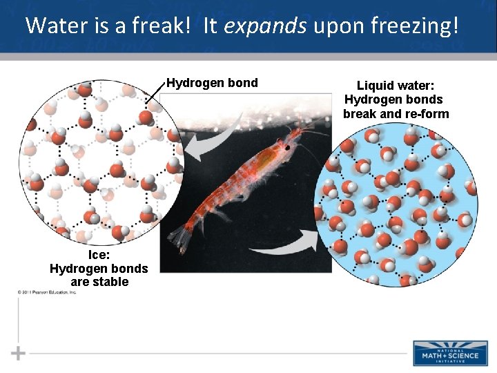 Biochemistry Water and the Fitness of the Environment