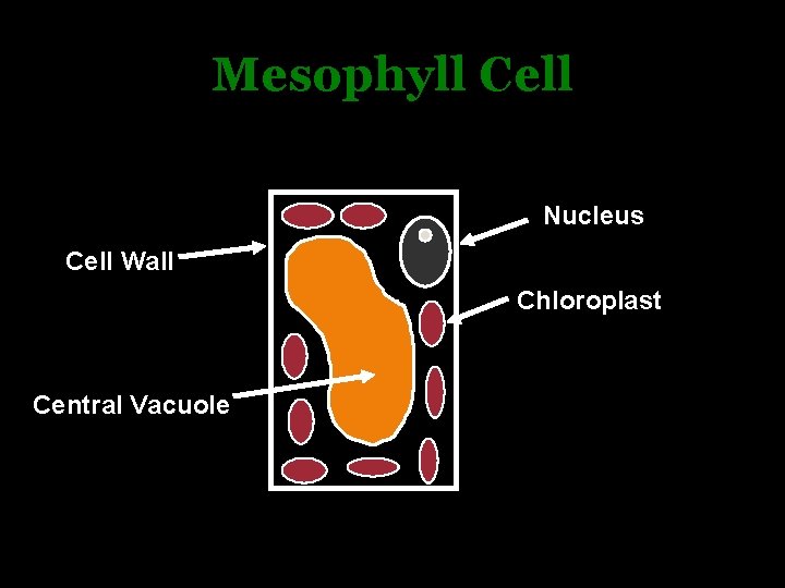 PHOTOSYNTHESIS Photosynthesis An anabolic endergonic carbon dioxide CO
