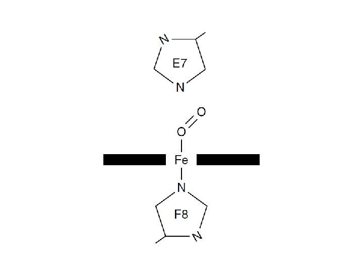 Myoglobin Hemoglobin Heme proteins Supply of oxygen Oxidative