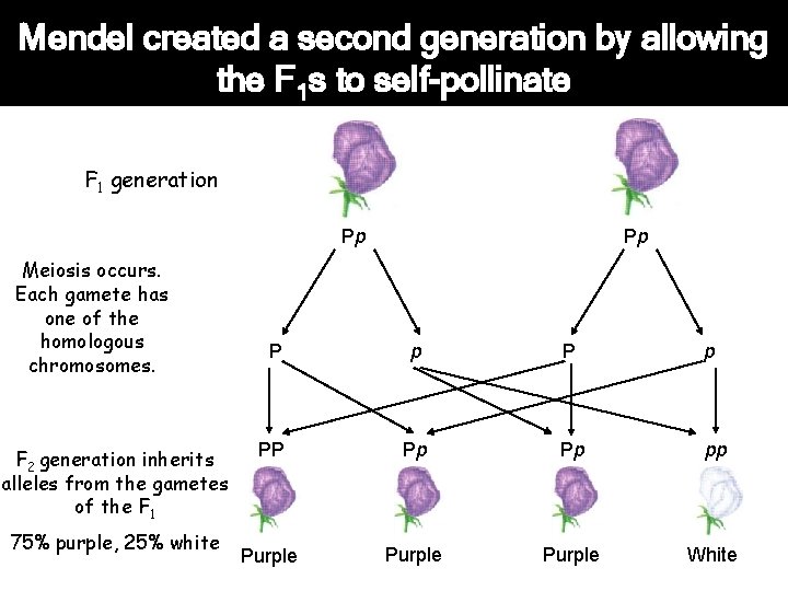 Genetics study of inheritance of biological traits Heredity