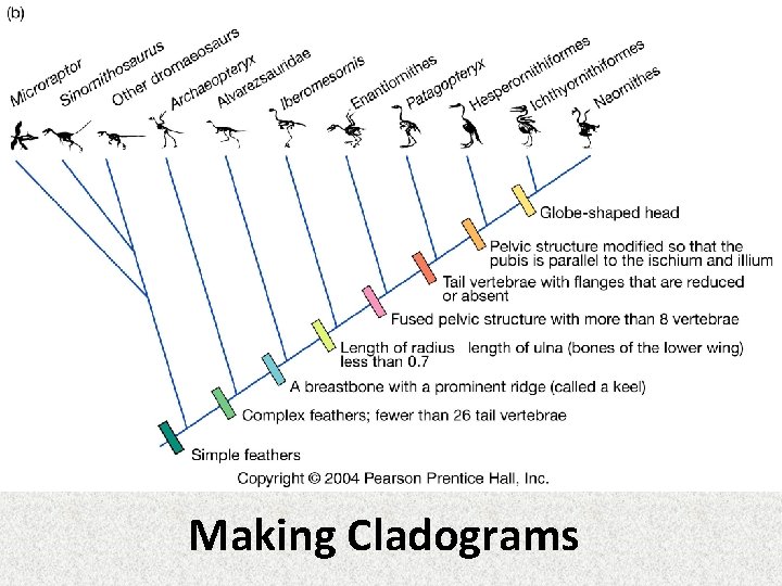 Making Cladograms Sets Traits 1 notochord 2 paired