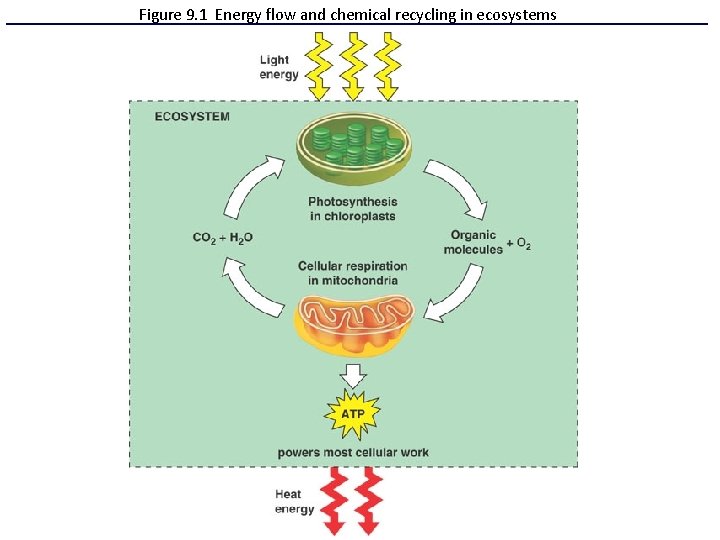 Figure 9 1 Energy flow and chemical recycling