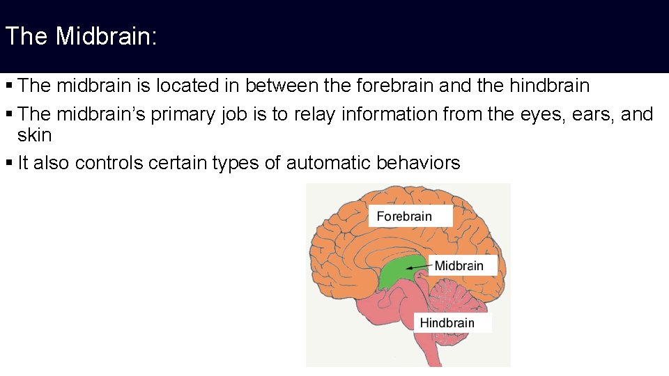 Unit 3 Biopsychology Part 1 The Brain The