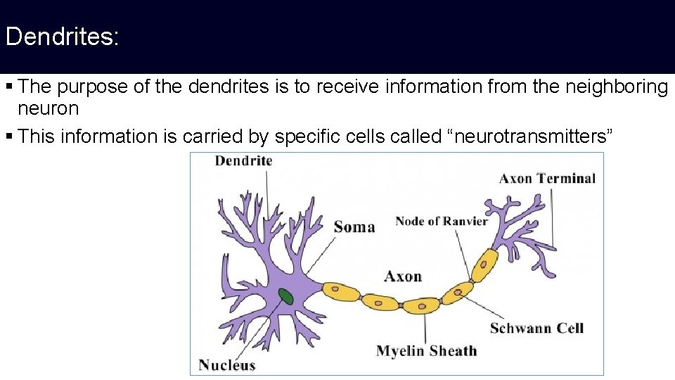 Unit 3 Biopsychology Part 1 The Brain The