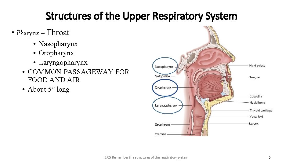 2 05 Remember the structures of the respiratory