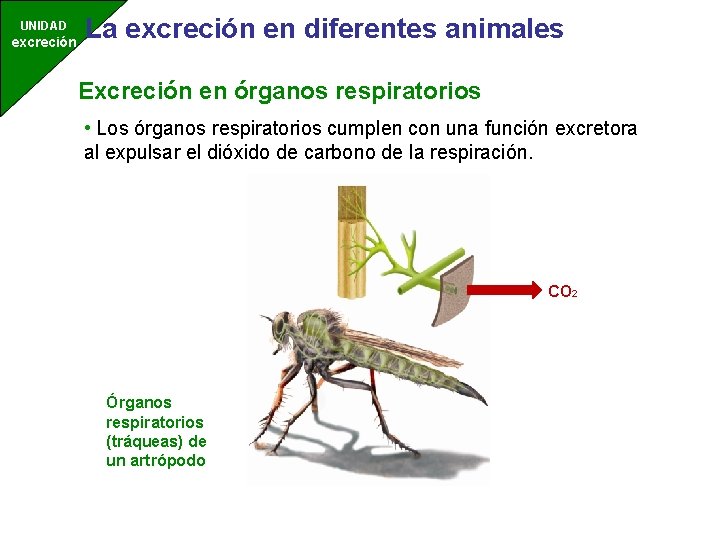 UNIDAD 2 La funcin de nutricin LA EXCRECIN