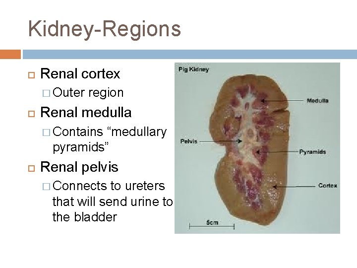 THE EXCRETORY SYSTEM Excretory System Some call it