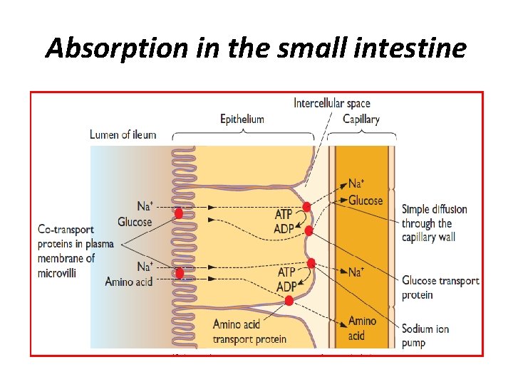 Cholera Learning Objectives What are prokaryotic cells How