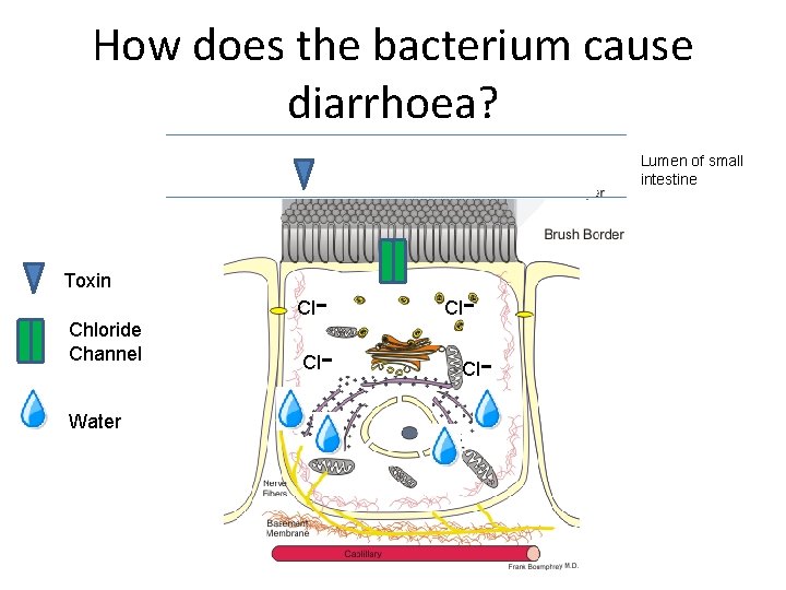 Cholera Learning Objectives What are prokaryotic cells How