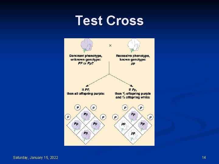 Mendelian Genetics Packet 19 Saturday January 15 2022