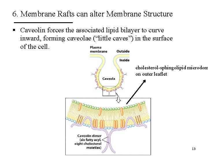 Continuation of Membrane Dynamics And Introduction to Membrane