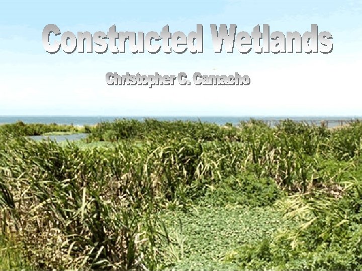 Characteristics of Wetlands Must have l Hydrophytes Soils
