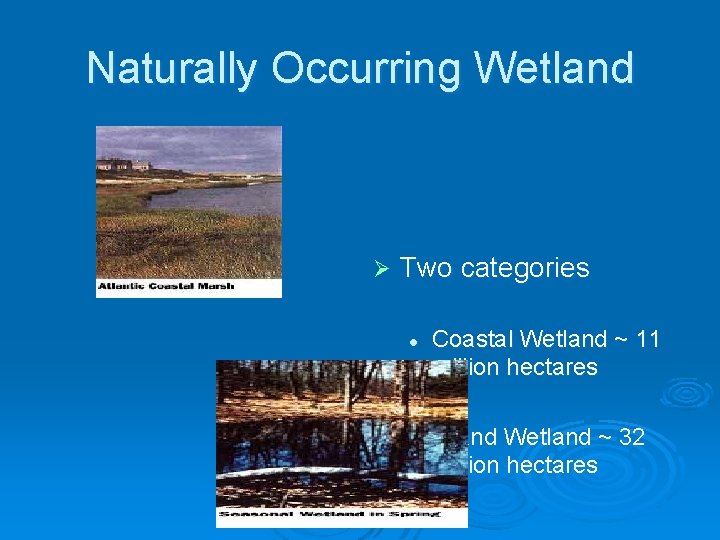 Characteristics of Wetlands Must have l Hydrophytes Soils