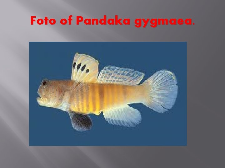 Fish Fish have got a long body that