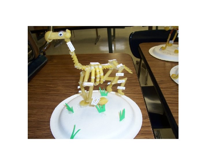 Pasta Horse Skeletal Models Vet TechZoology Resource List