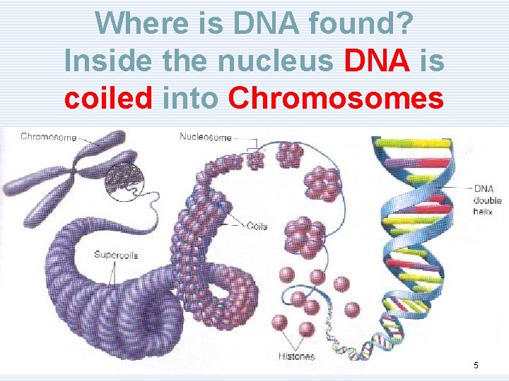 Chapter 12 and 13 Nucleic Acids Protein Synthesis
