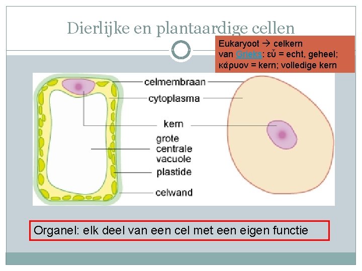 Toets theorie cellen in toetsweek samen met 12