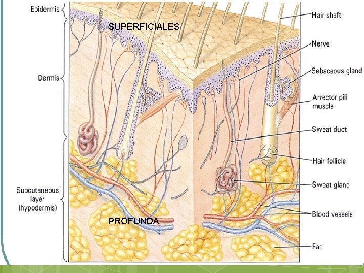 CLASIFICACION DE HERIDAS HERIDA Herida toda lesin traumtica