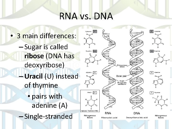 Transcription Central Dogma of Biology Information flows from