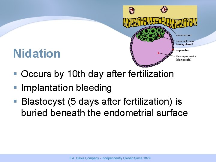 Chapter 7 Conception and Development of the Embryo