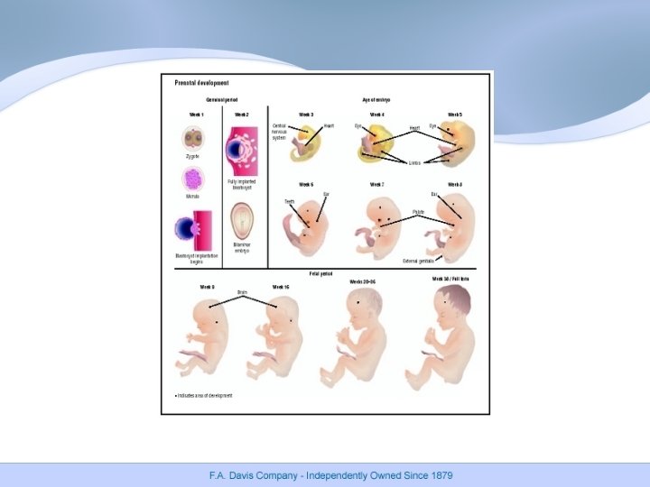 Chapter 7 Conception and Development of the Embryo