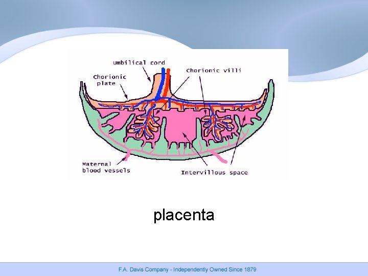 Chapter 7 Conception and Development of the Embryo