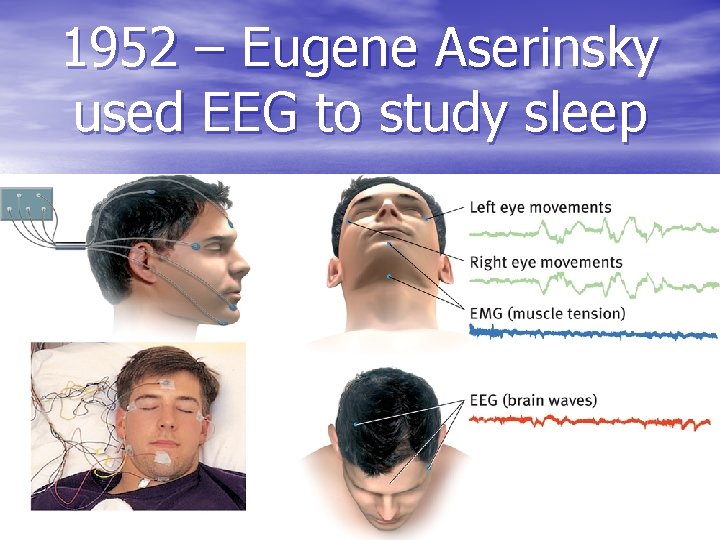 States of Consciousness Bellringer TRUE OR FALSE When