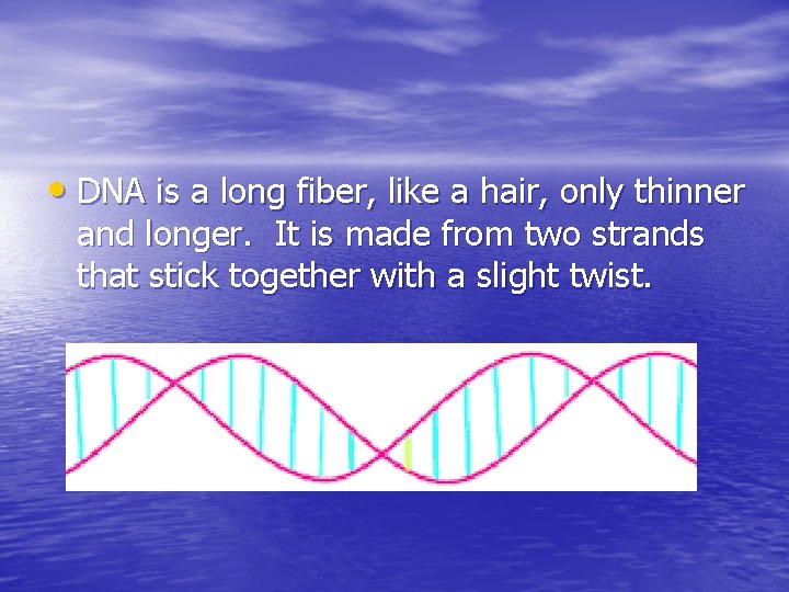 DNA Genes and Chromosomes DNA is a long