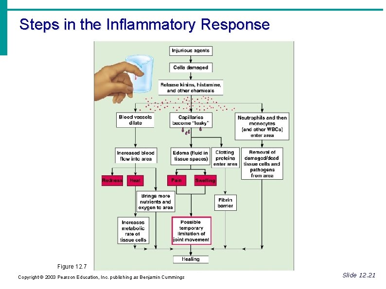 Nonspecific Body Defenses Body surface coverings Intact skin