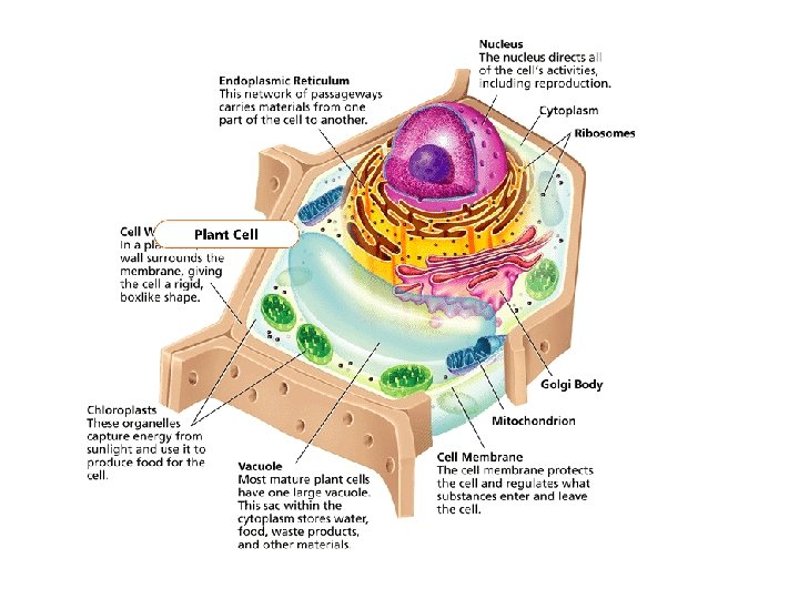 Cell ReviewOrganelles Looking Inside Cells Organelles Smaller structures