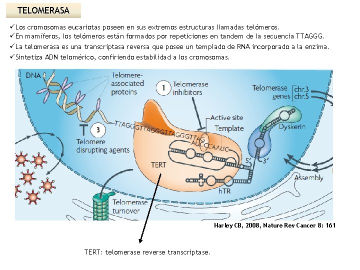 Impact factor 2010 36 10 TELOMERASA Los cromosomas